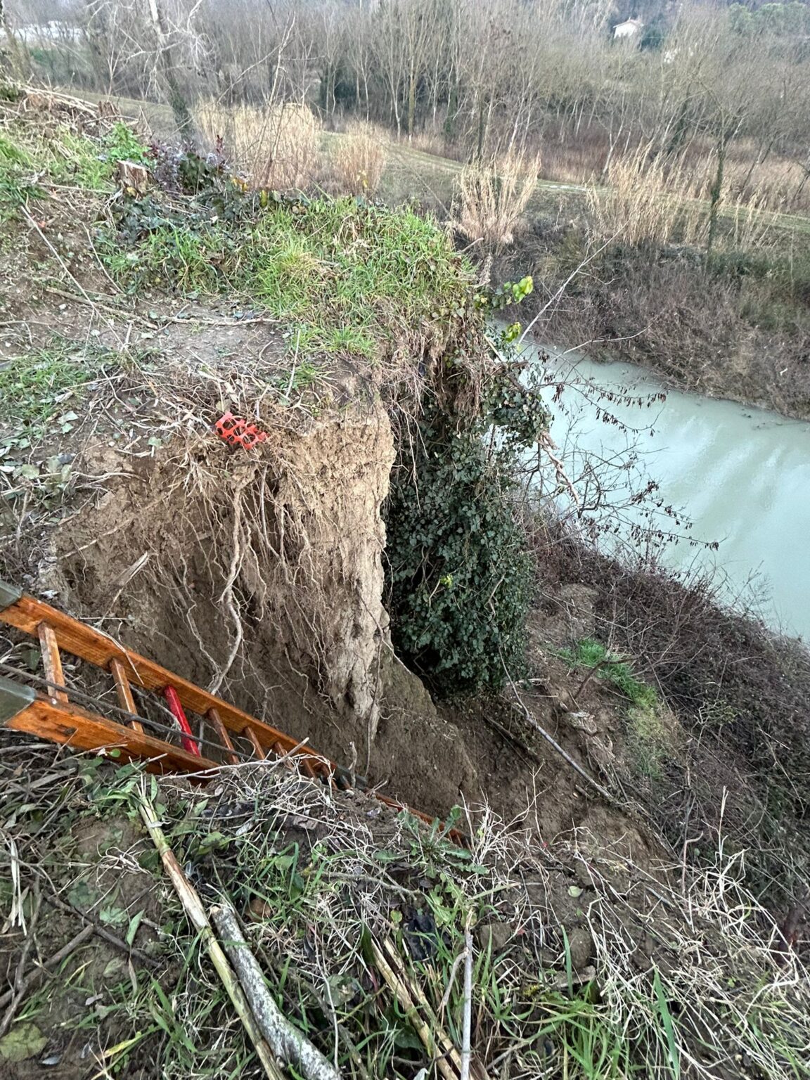 Parco del fiume Savio, cane finisce in scarpata. Salvato dai vigili del ...